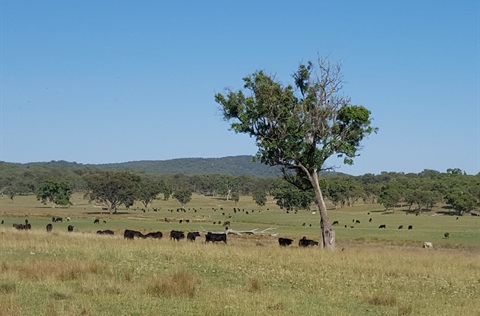 Stay Uralla Visitor Information Centre
